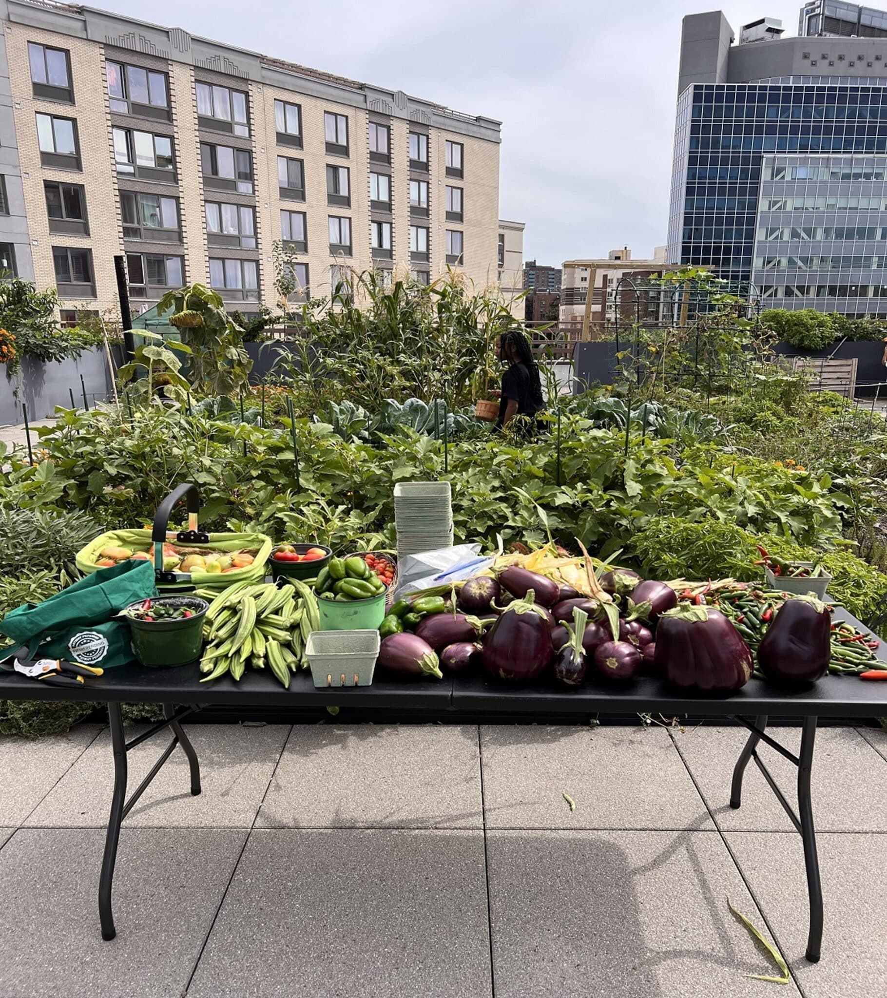 Bronx Commons – Building Resident & Community Wellness - NYHC